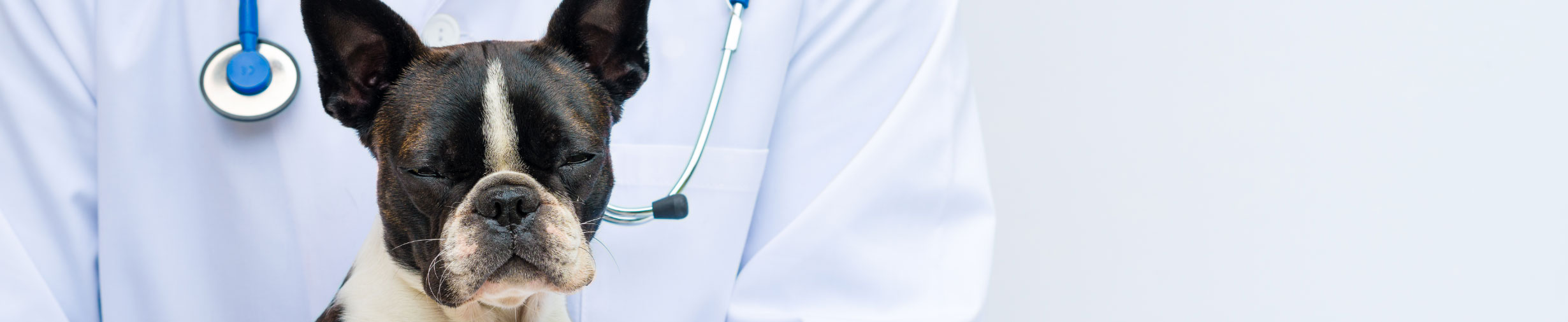 Drug Compounding for Pets - Compounding Pharmacy of America