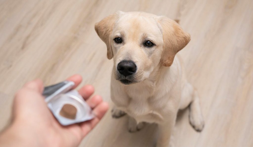 Pet Compounding Creates Custom Medicine for Your Animals