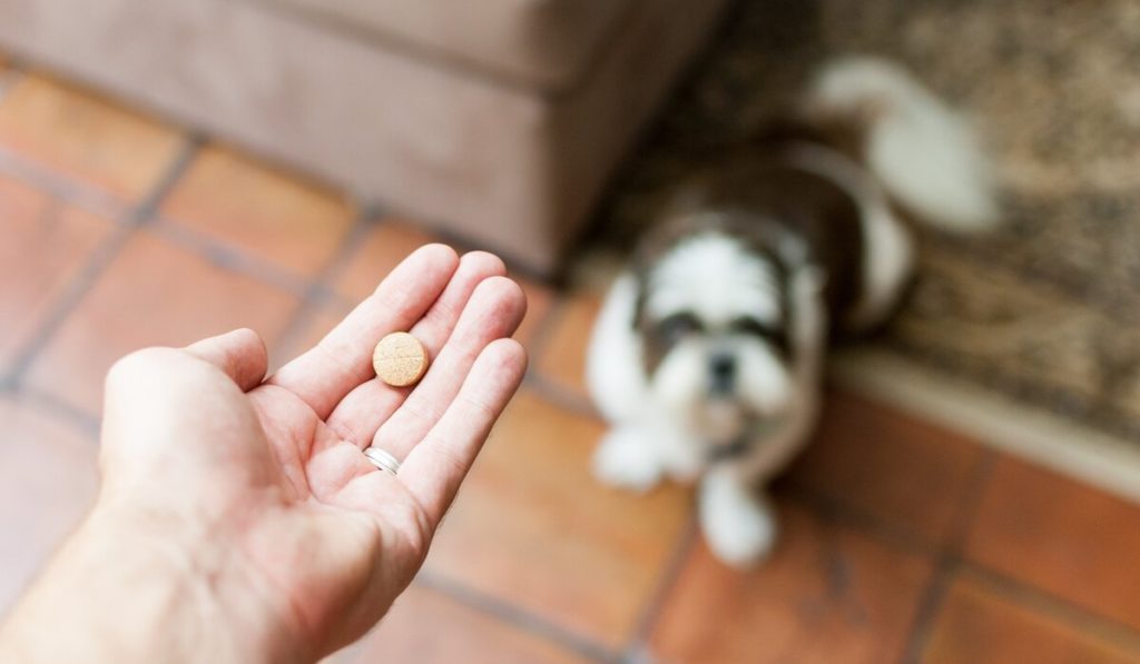 Pet Compounding Creates Custom Medicine for Your Animals