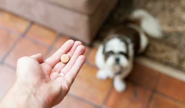 Pet Compounding Creates Custom Medicine for Your Animals
